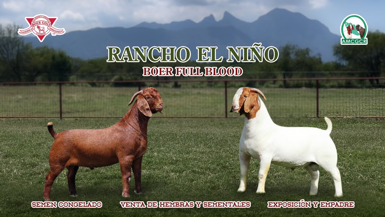 Rancho El Niño Boer Full Blood - YouTube