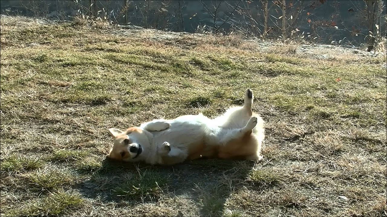 Penny Corgi - Rolling Corgi - YouTube