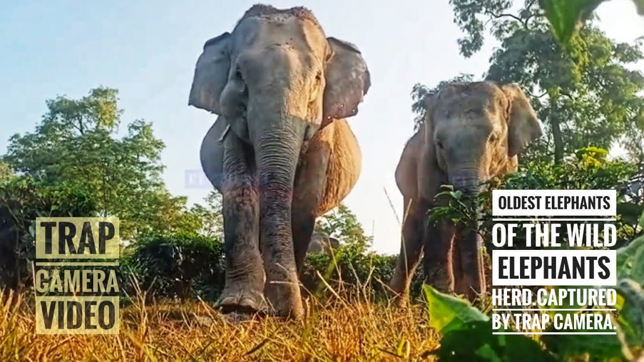 Oldest elephant of the wild elephants herd captured by trap camera ...