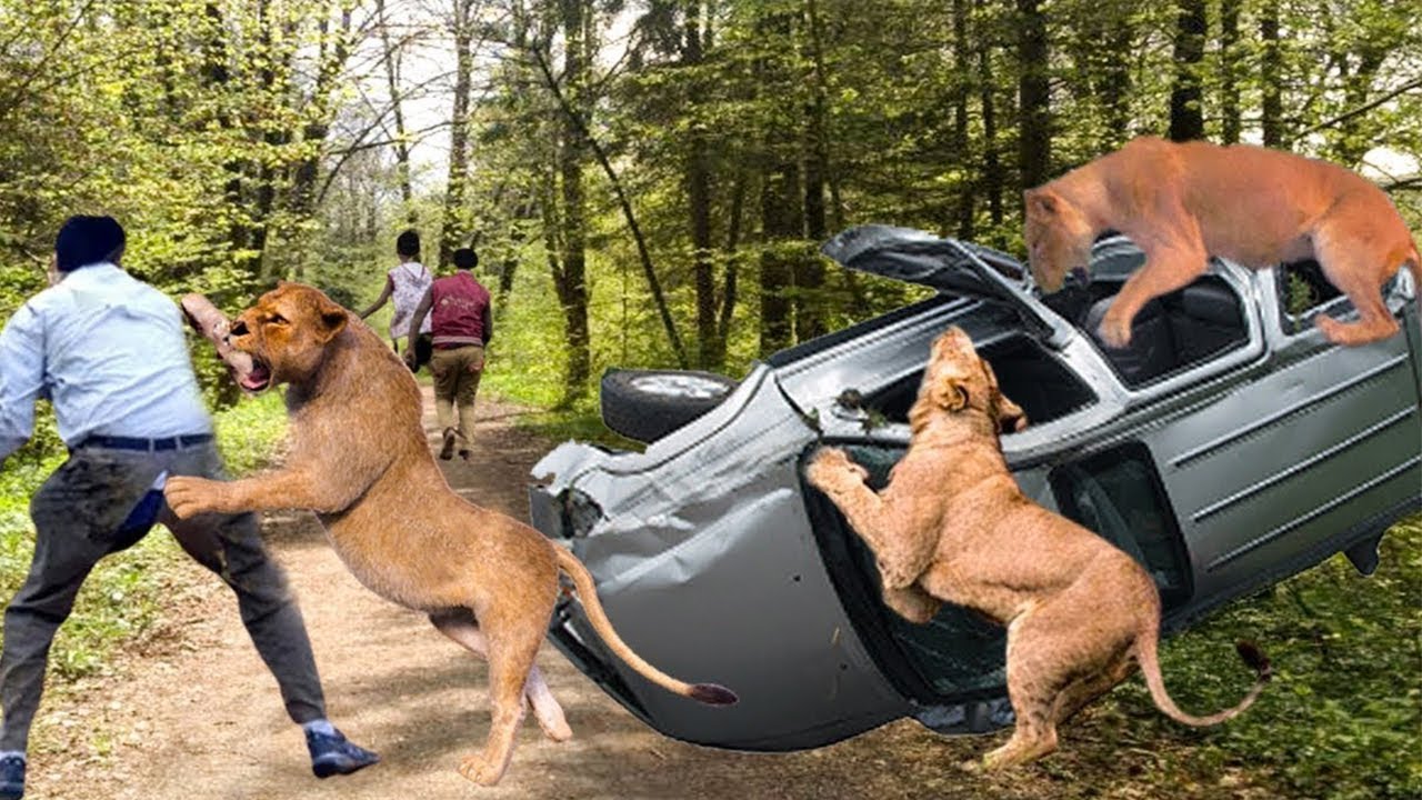 Lion's Madness! Humans Invade the Lion King's Territory Madly Attacked ...