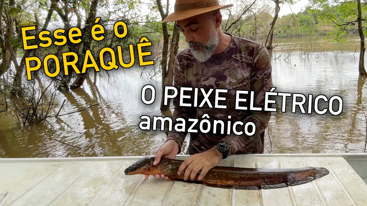 Como o peixe-elétrico dá choque? Ele consegue respirar fora dágua ...