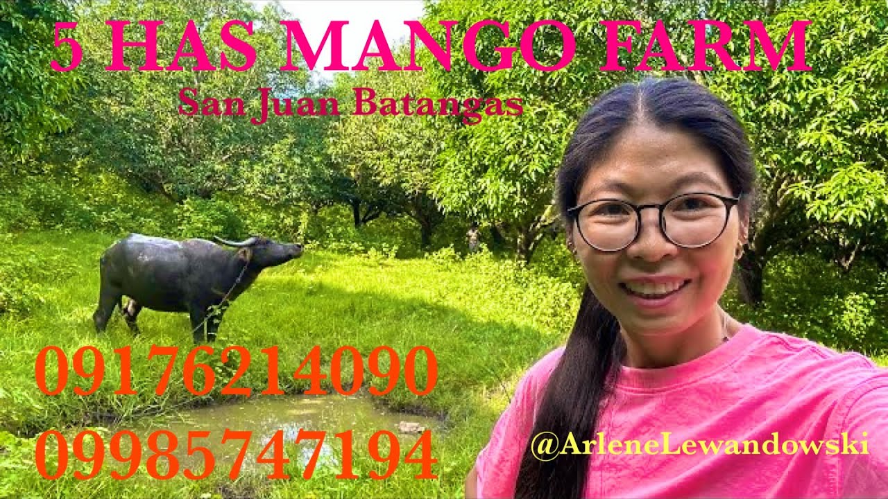 Vlog581: 5 HECTARE MANGO FARM IN SAN JUAN BATANGAS FOR SALE WITH ...