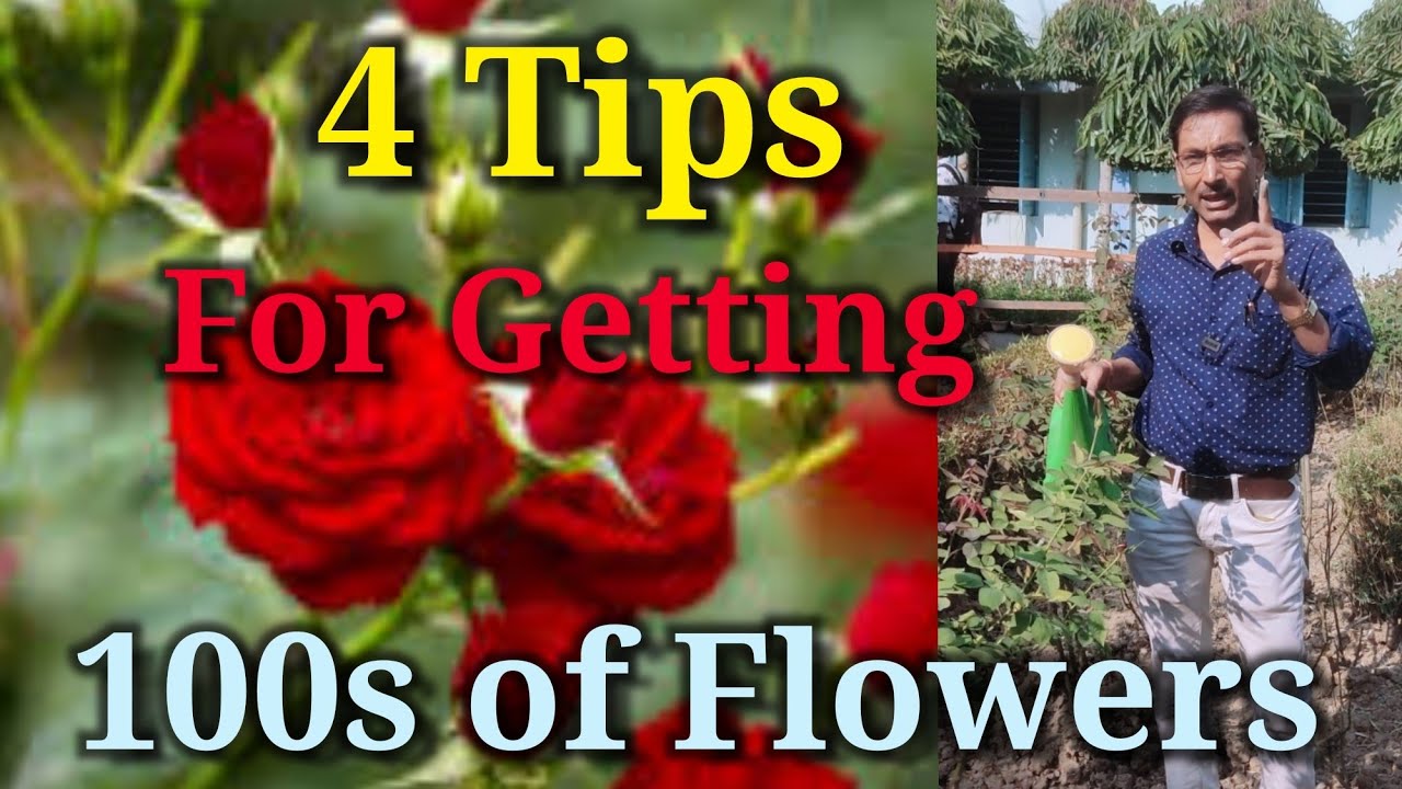 4 Very Essential Tips for Getting Hundreds of flowers in Roses - YouTube