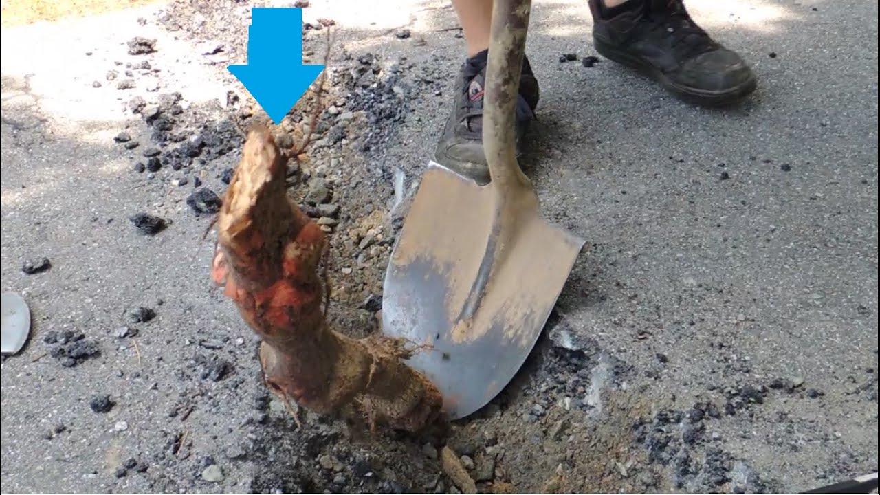 Root Removal YouTube root-removal-youtube