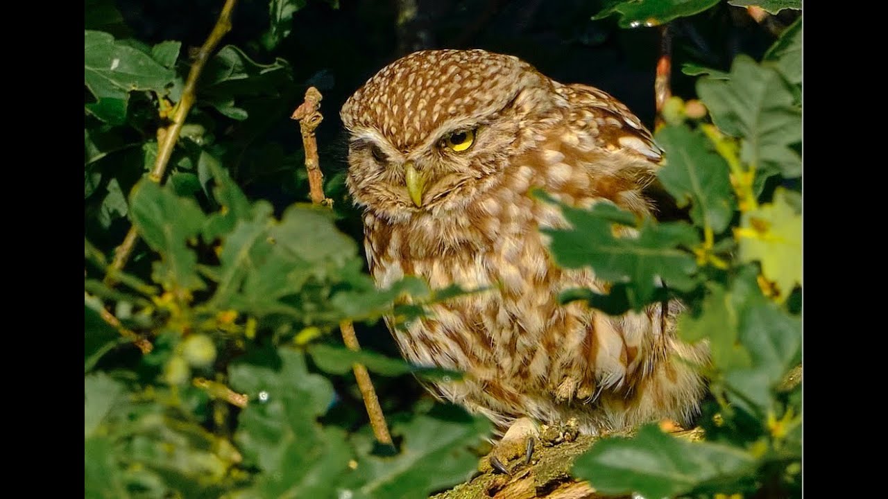 Owl Spotting, Little Owls.(Part One) - YouTube