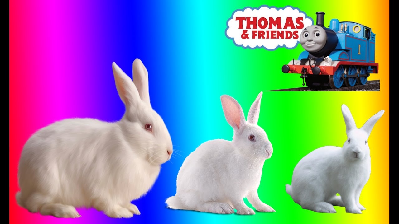 Ashima and Thomas The Train Rabbits are Playing with Thomas and Friends ...
