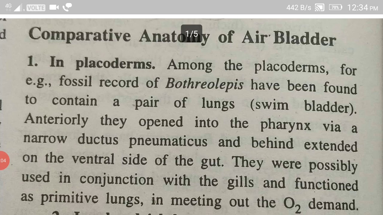 Air bladder in fishes part-2 - YouTube