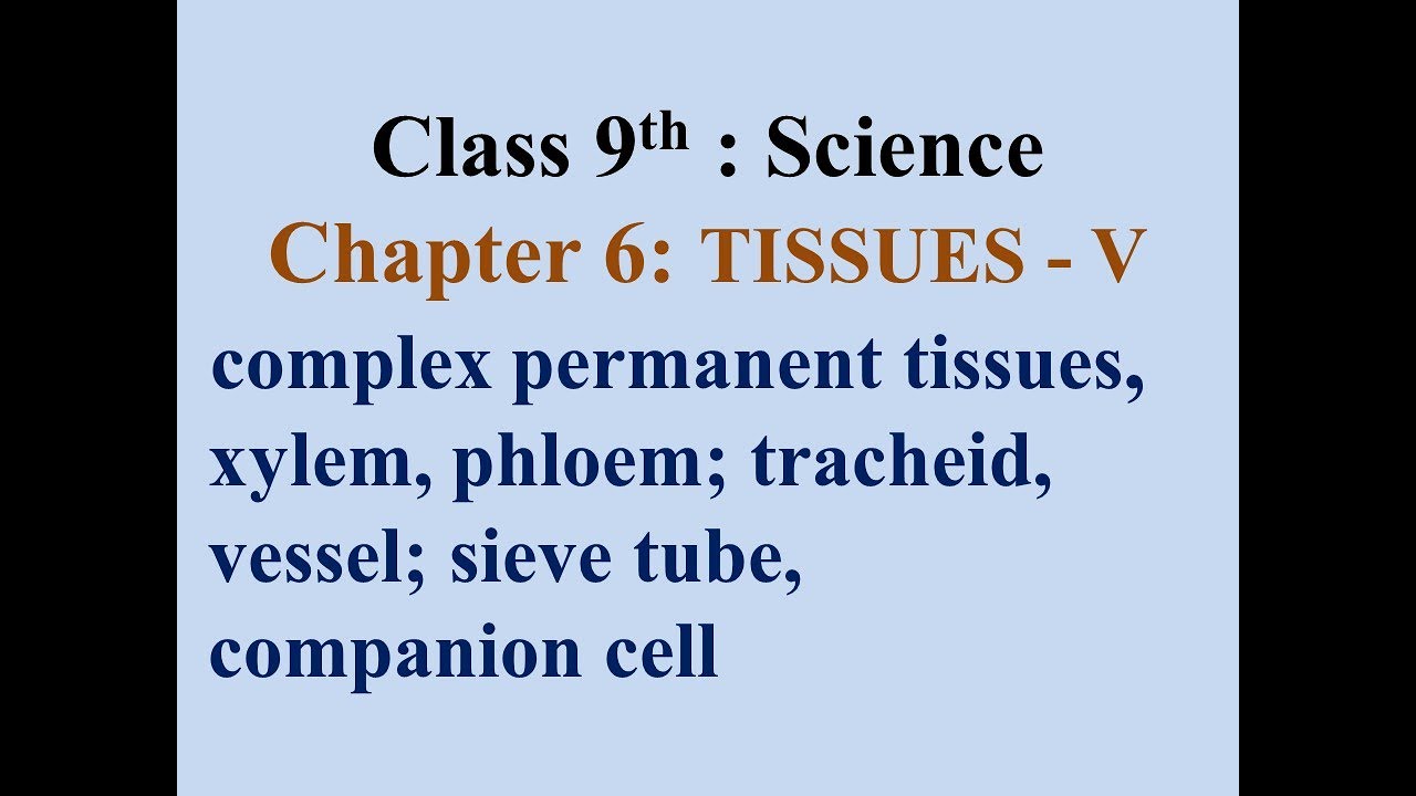 9th Class Science Chapter 6 TISSUES NOTES - V - YouTube