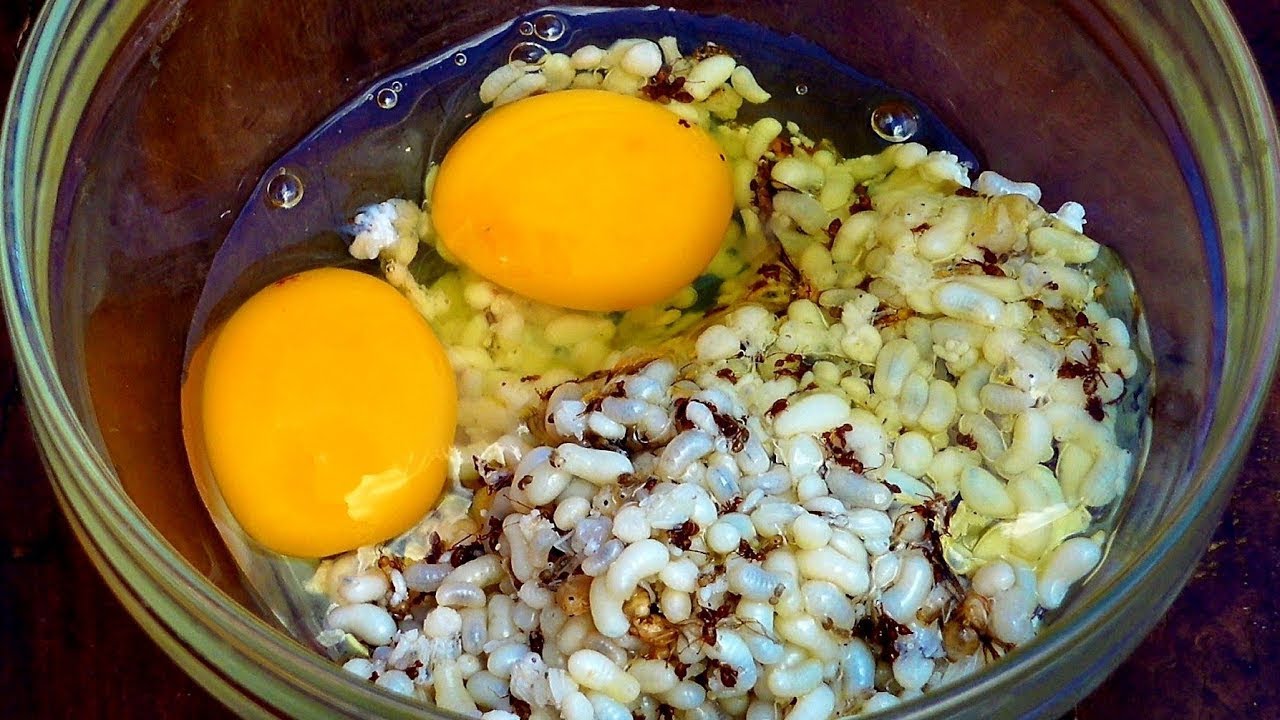 Weaver ant egg salad recipe | Rural Family Food - YouTube