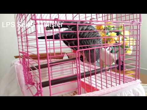 Boncuk ile 5 dakika -1.Bölüm -Erken video||Lps Şeker Minişler||