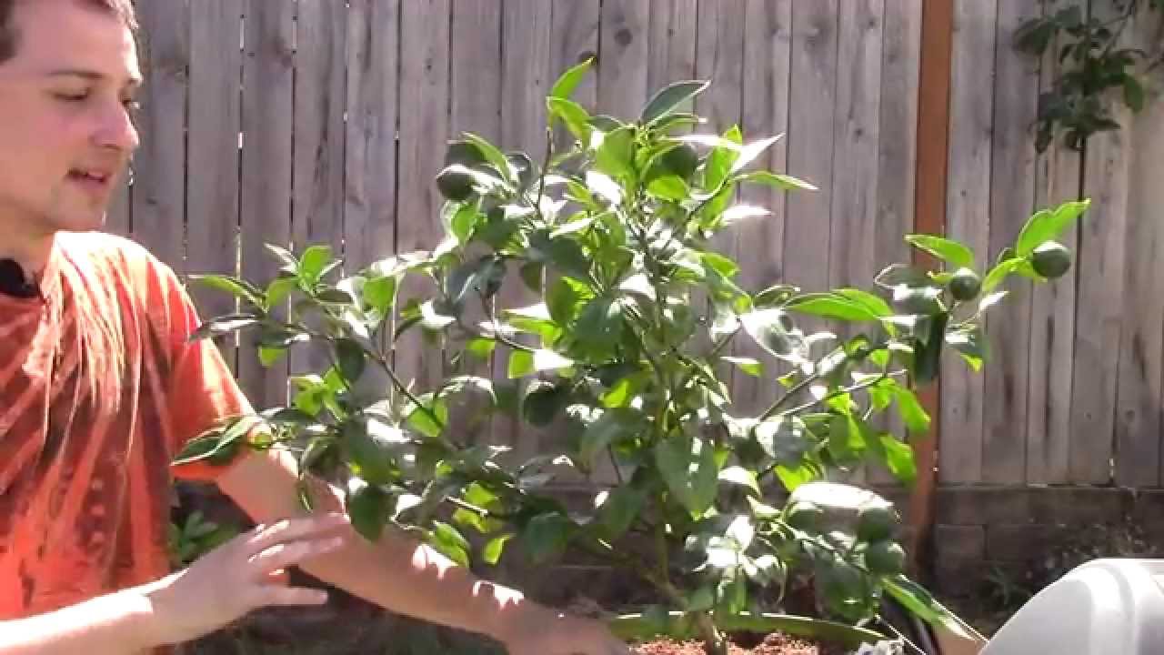 Meyer Lemon Tree info and Growing Tips! - YouTube