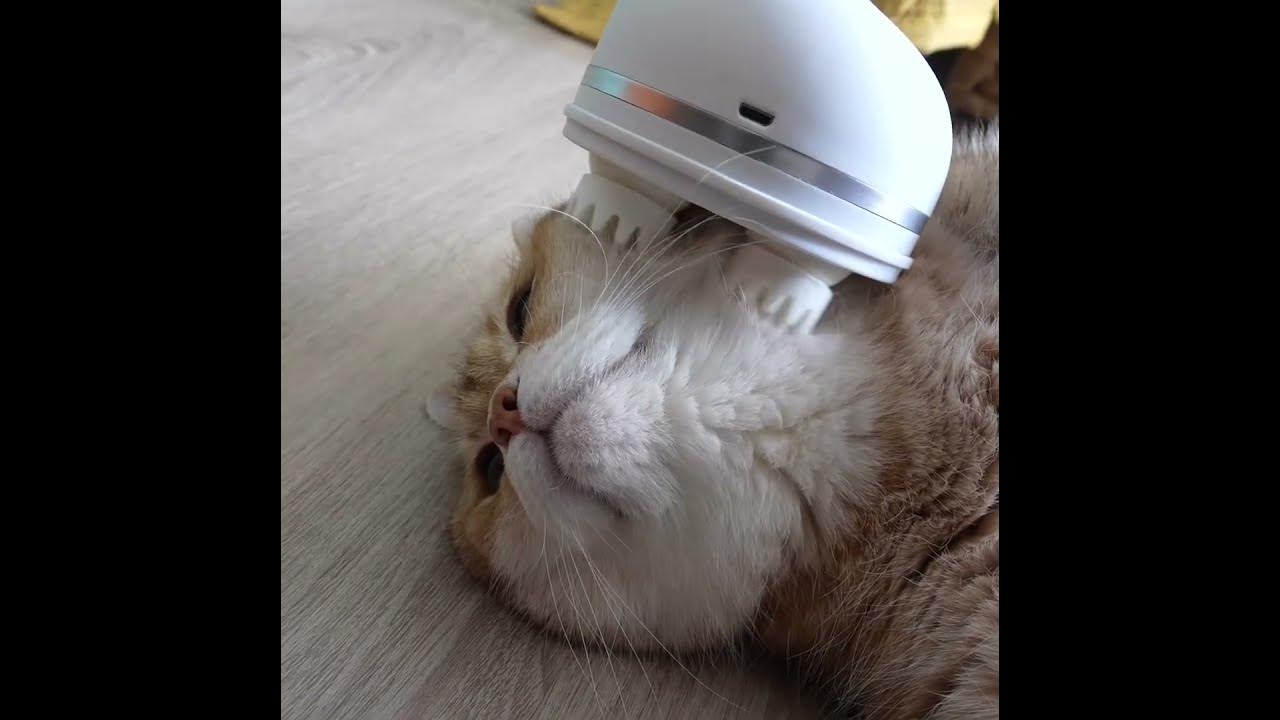 Funny Cat Massage 💆♂️ Youtube
