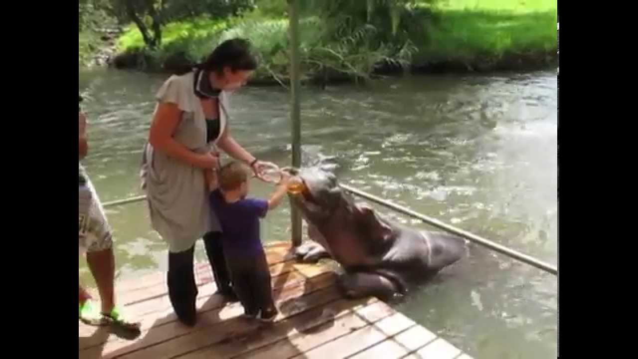 Feeding Jessica the hippo - YouTube