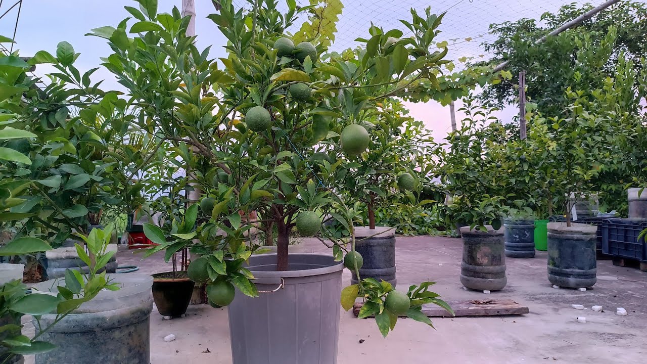 Indian siki musammi #fruit #garden #viralvideo - YouTube