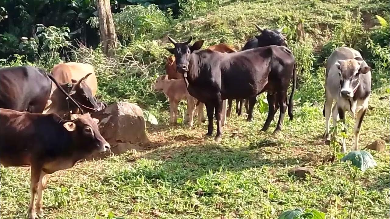 mus saib nyuj xav muag - YouTube