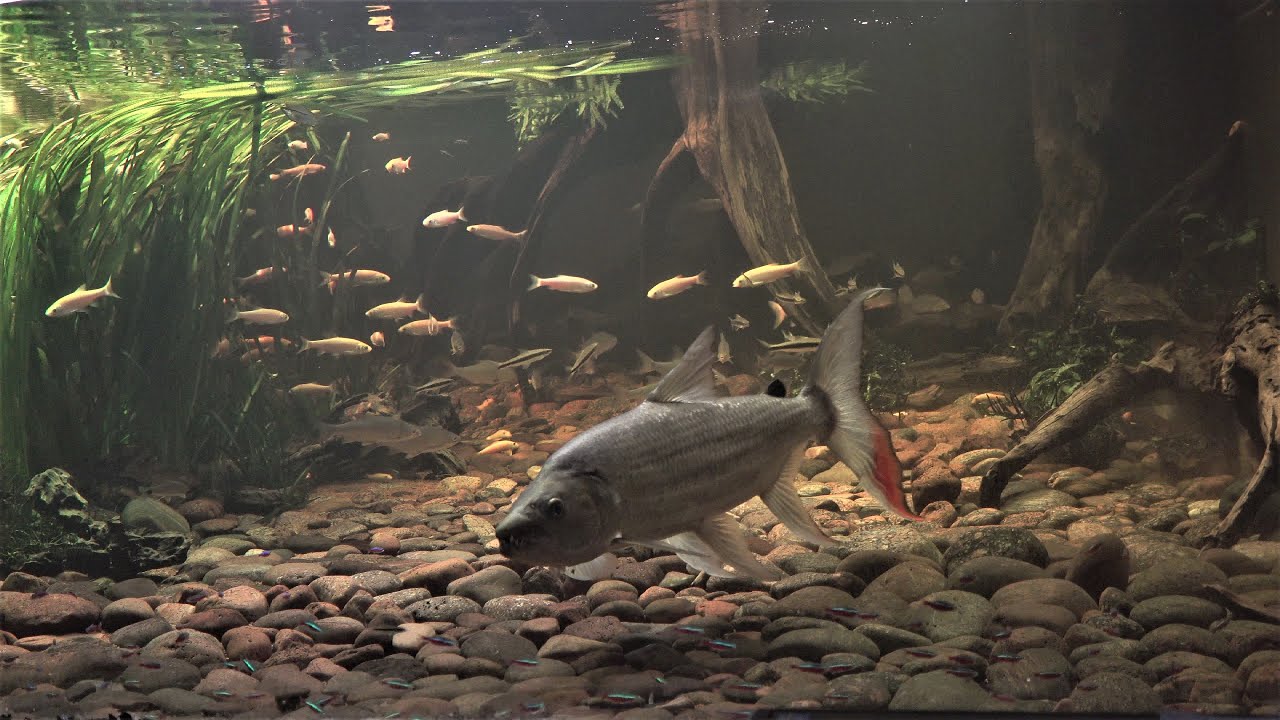 goliath tigerfish real power - YouTube