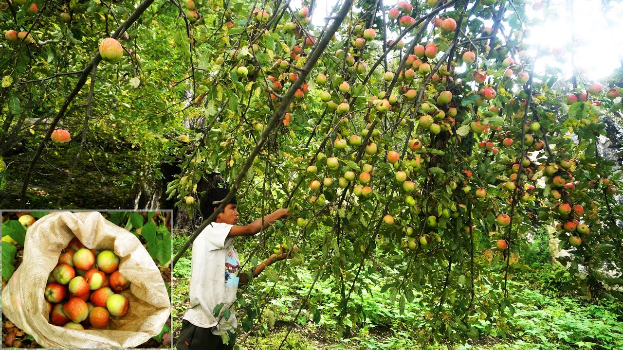 village apple farming in rural Nepal || rural Nepal || dharme brother's ...