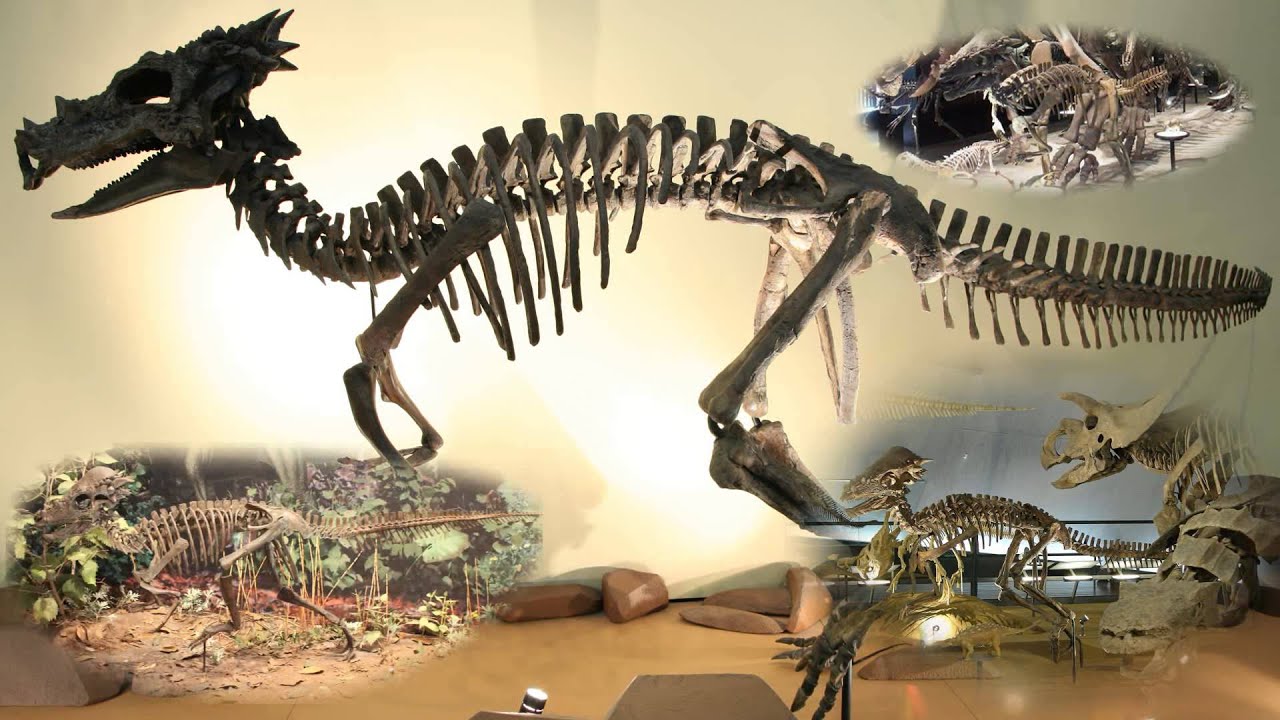 Pachycephalosaurus Skeleton