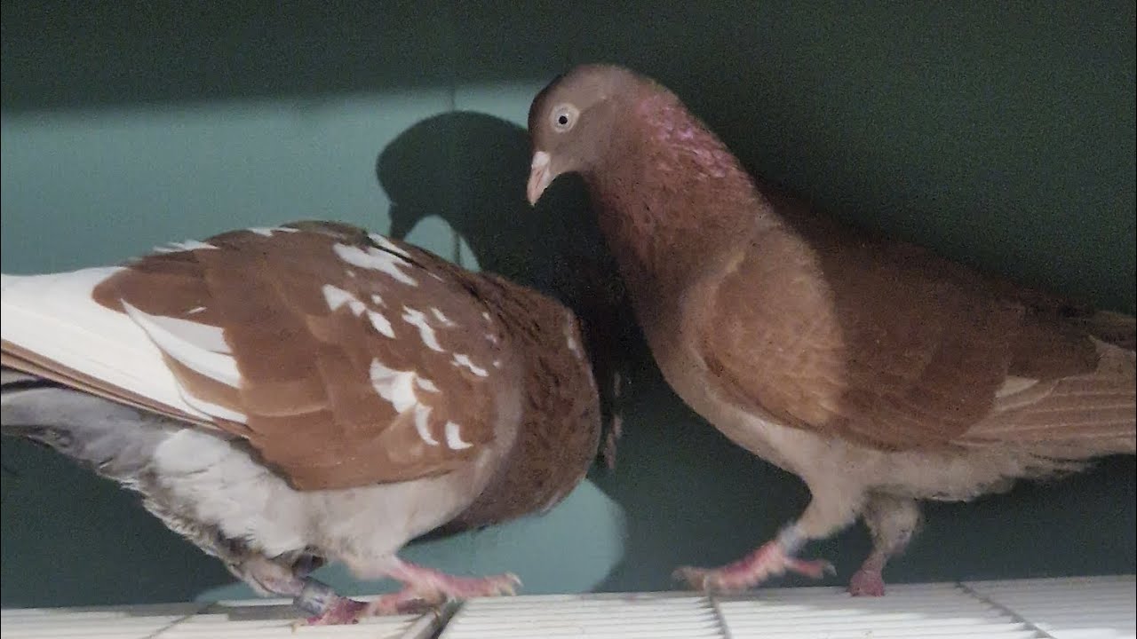 2024 Breeding, preparation and planning. - YouTube