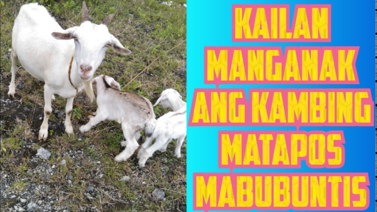 ILAN MONTHS MANGANAK ANG KAMBING #bronermixvlog - YouTube