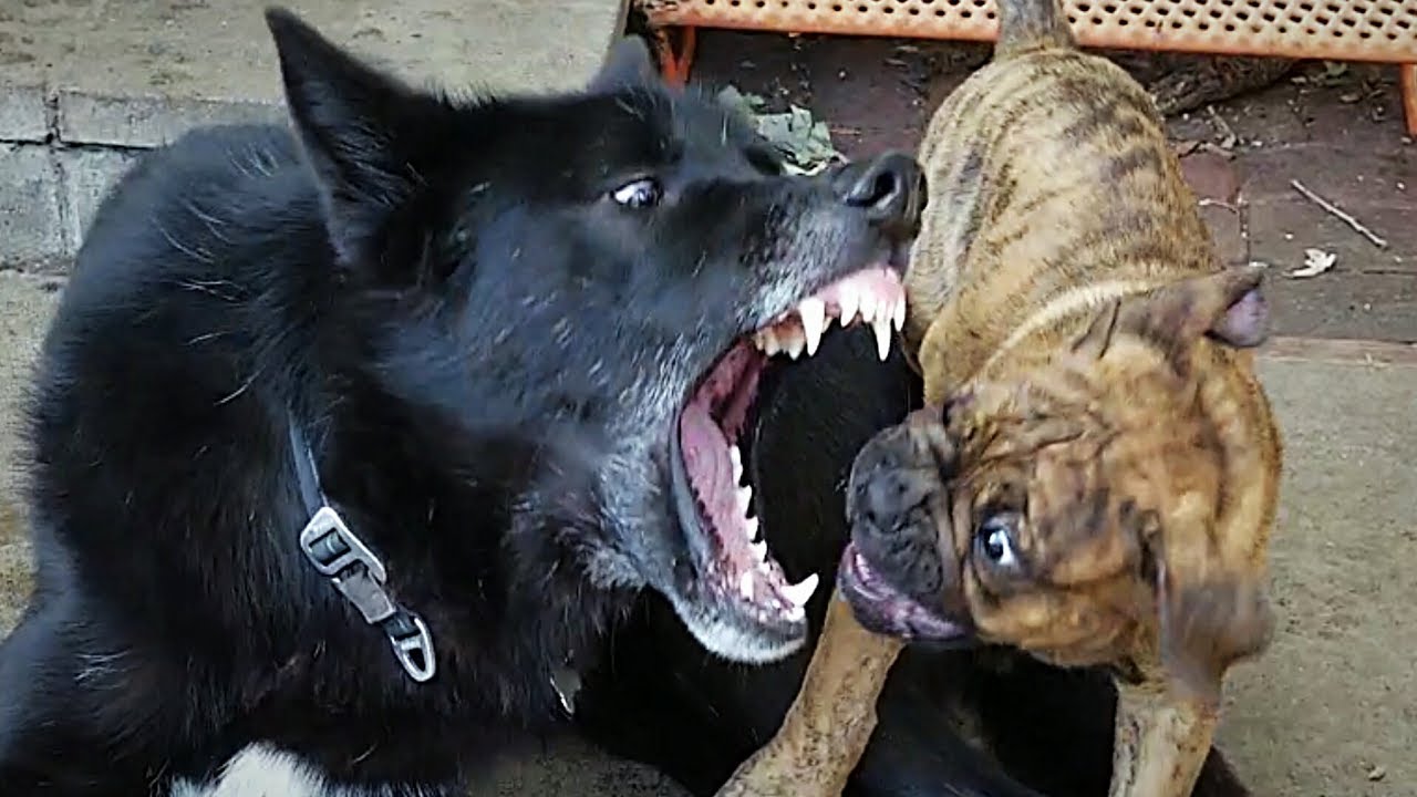 Puppy ATTACK!!! K9 Battle Royal!!! - YouTube