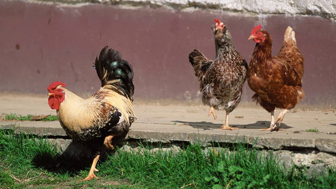 What Sound Does A Chicken Make? - Animal Sounds (Chicken Sounds) - YouTube