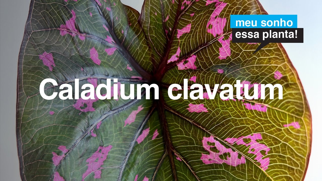 Caladium clavatum / Caladium bicolor var. rubicundum | Meu Sonho Essa ...