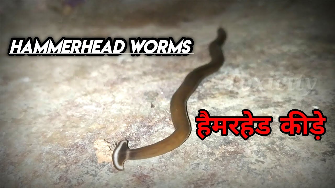 Hammerhead worms world famous @SdrVillageanimal #earthworm - YouTube