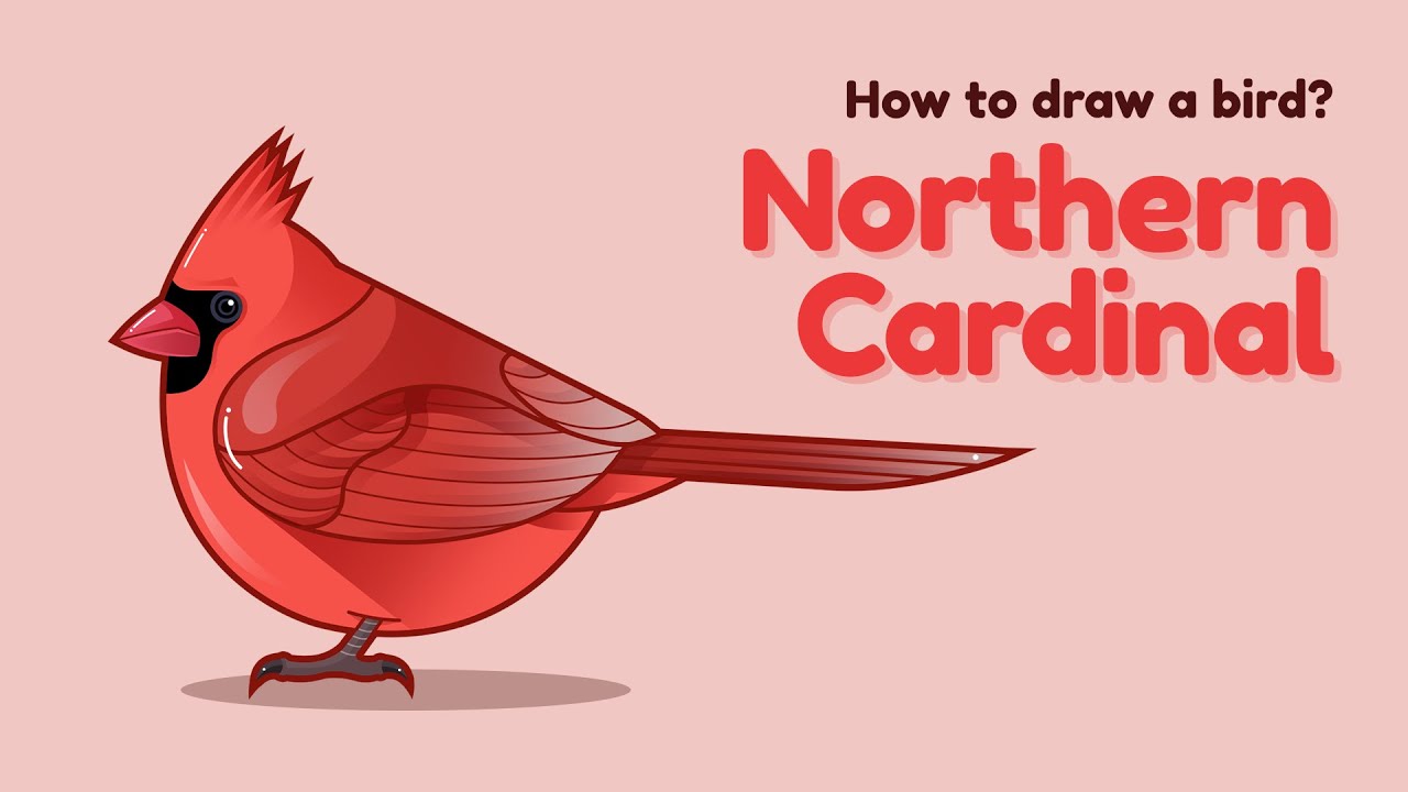 How to draw a bird - Northern Cardinal? Easy and simple drawing | Animal character design ...