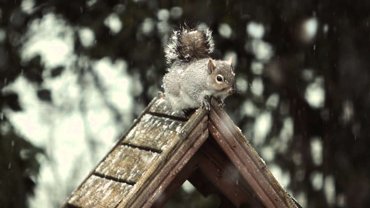 Busy Nature caught in Slow Motion - Snow Motion" - YouTube