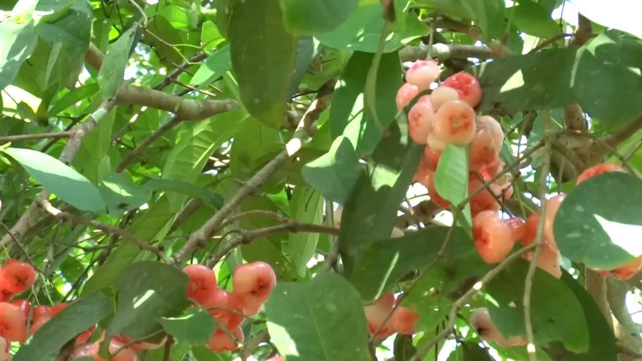 Water Apple Champanga ( ചാമ്പങ്ങ ) - YouTube