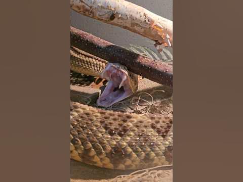 Tzabcan BIG YAWN🥱😨 #rattlesnake #reptiles #rozart - YouTube