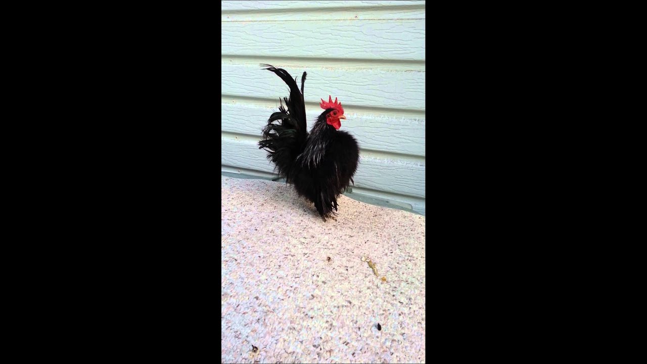 My silkie american serama extreme - YouTube