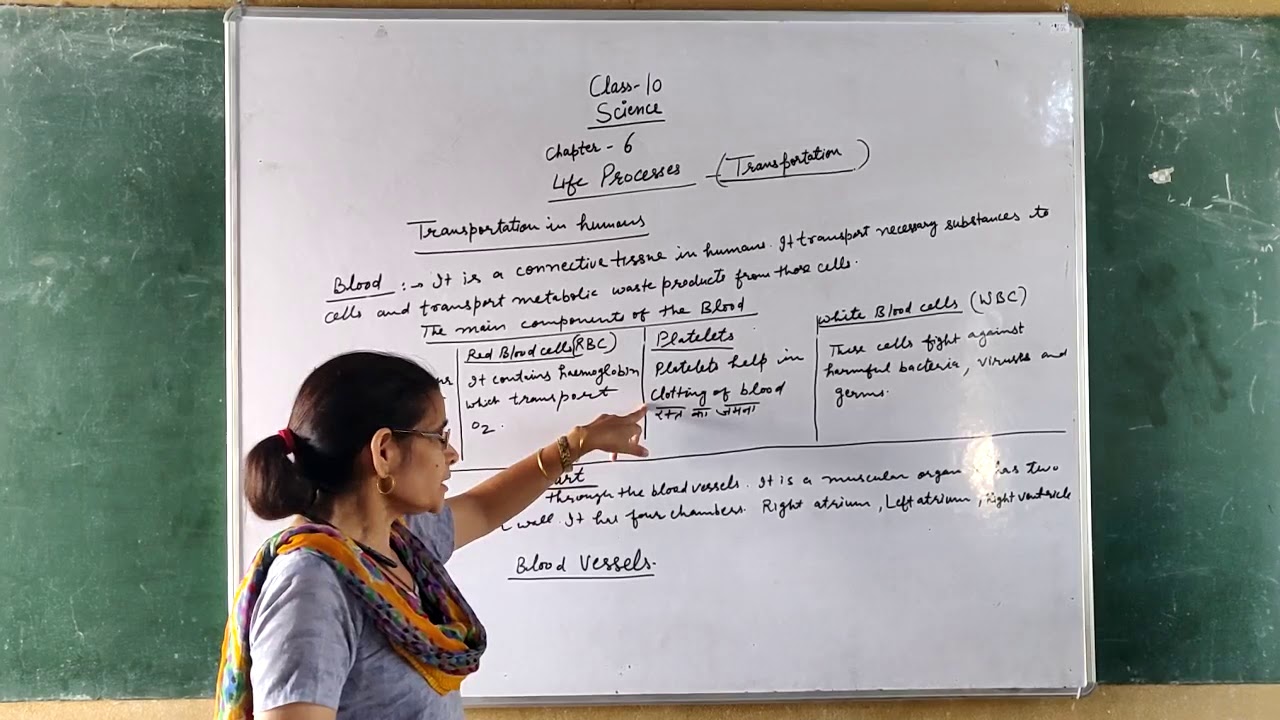 Class 10th Science Chapter 6 YouTube class-10th-science-chapter-6-youtube
