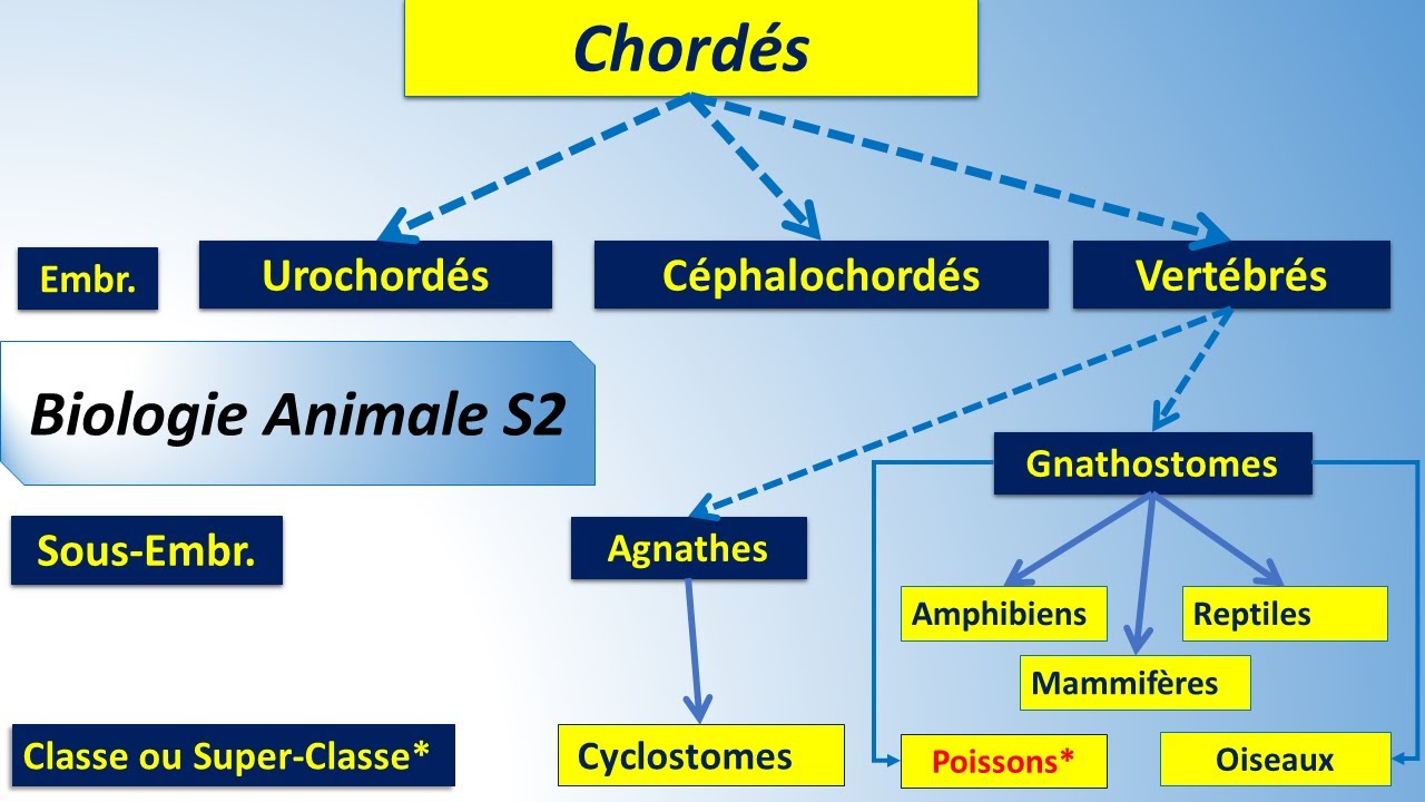 moule de biologie animale s2 2023: les cordés: Super Classe des ...