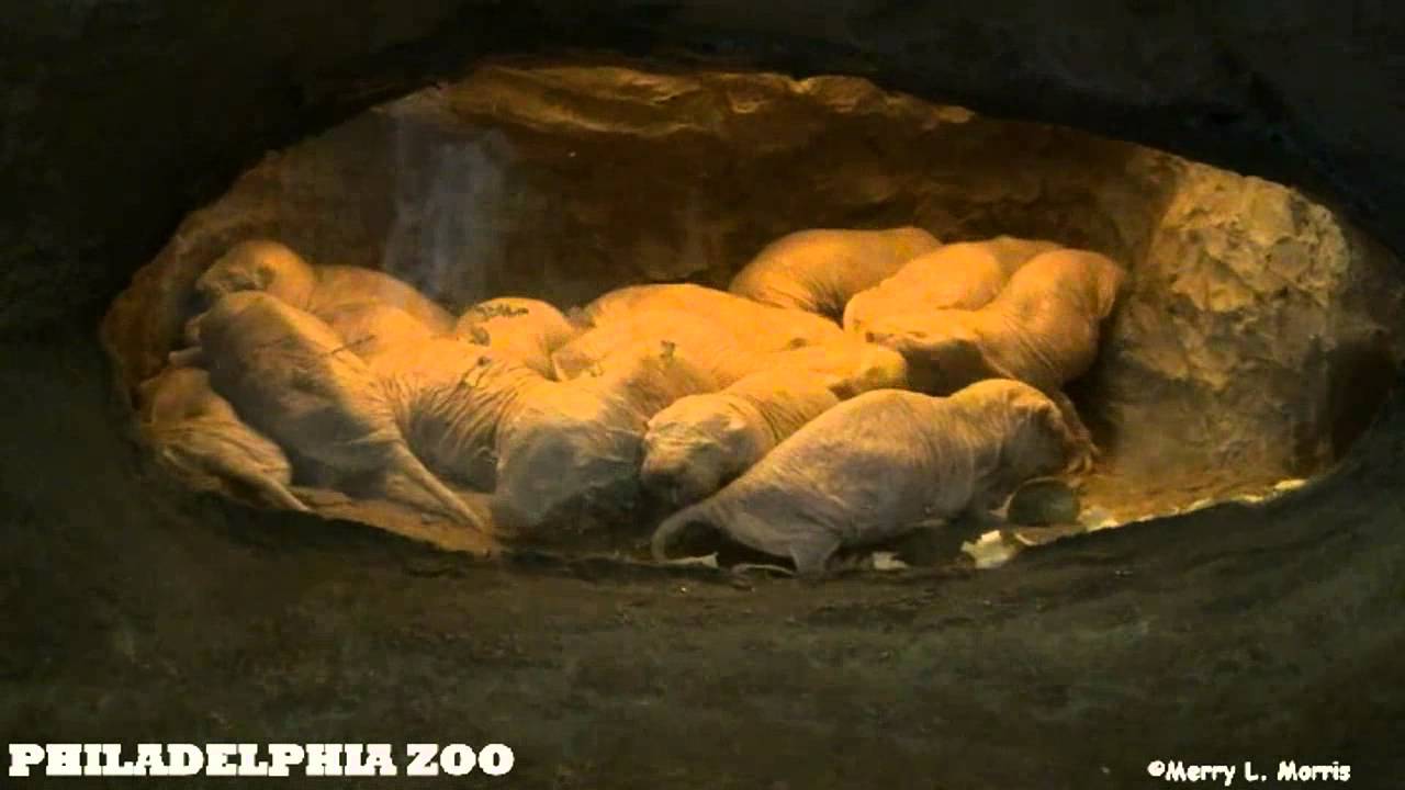 Philadelphia Zoo Naked Mole Rats Piling Up - YouTube