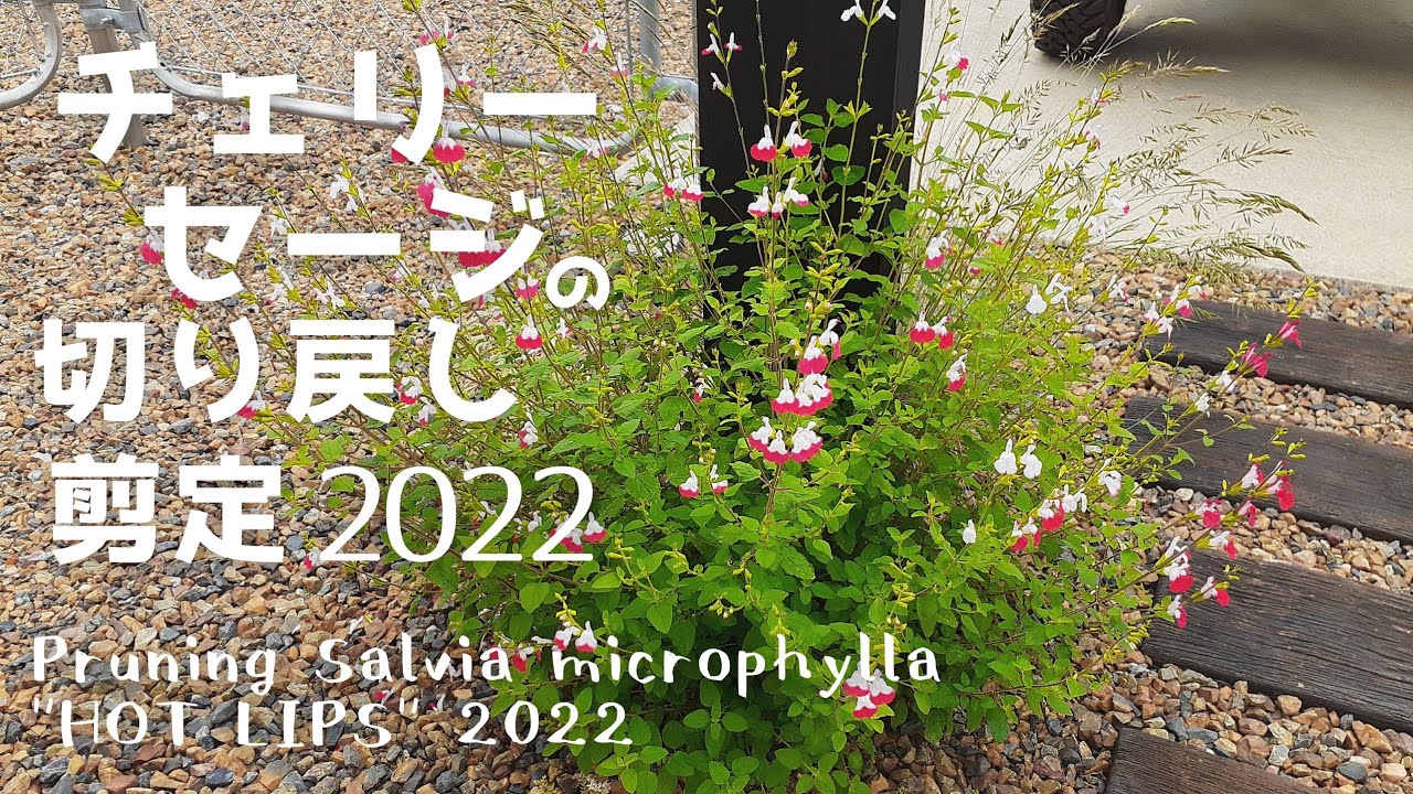 『チェリーセージ切り戻し2022』Pruning Salvia microphylla "HOT LIPS" 2022 - YouTube