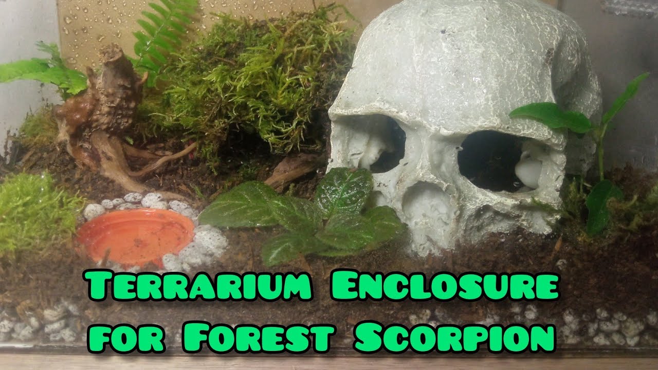 Terrarium #4 | Terrarium Enclosure for Forest Scorpion #terrarium # ...