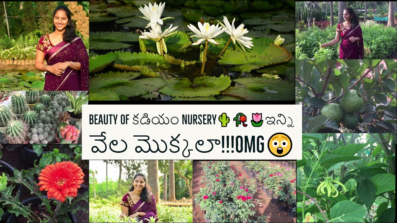 Kadiyam Nursery Tour | Affordable and Economical Plants | Rare plants ...