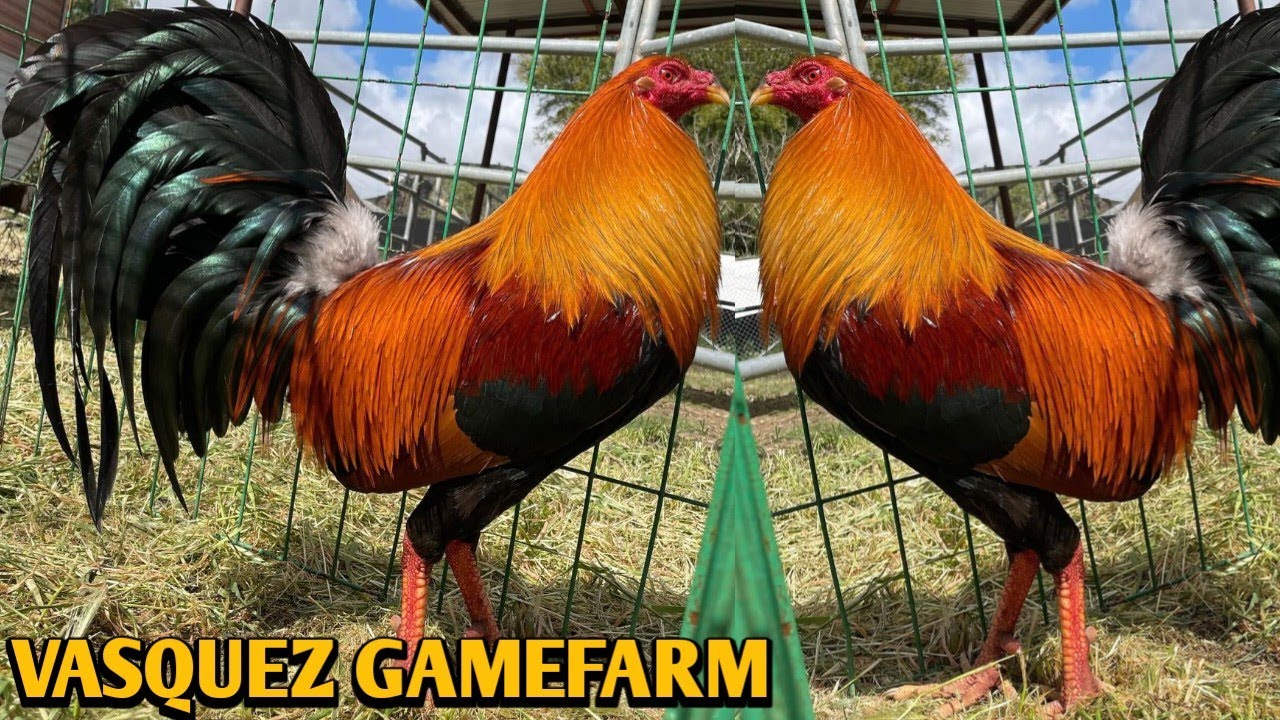 Kelso Albany Yellow leg hatch - VASQUEZ FARM - YouTube