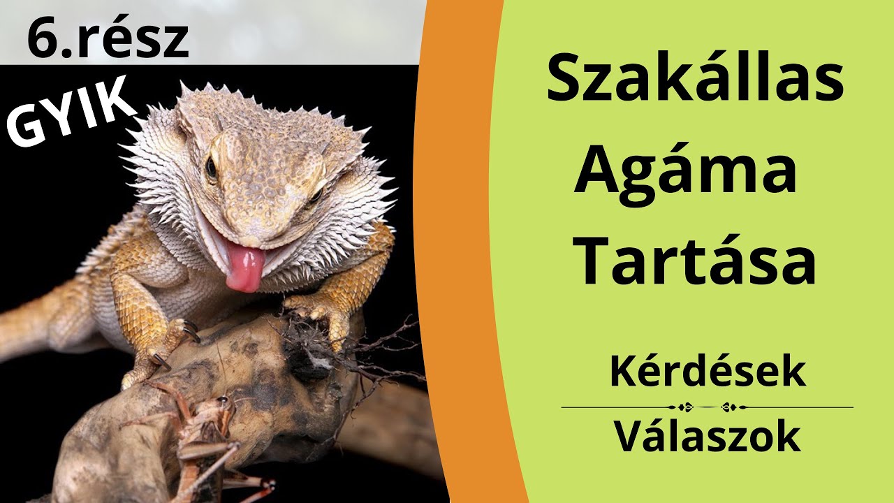 Szakállas Agáma 6.rész ( GYIK ) - YouTube