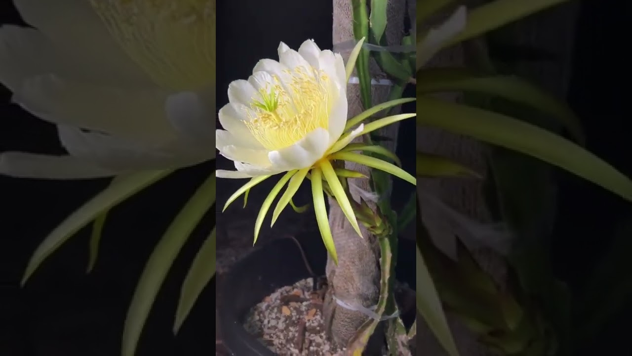 THIS FLOWER IS AMAZING / Sainarong’s Orange Dragon Flower - YouTube