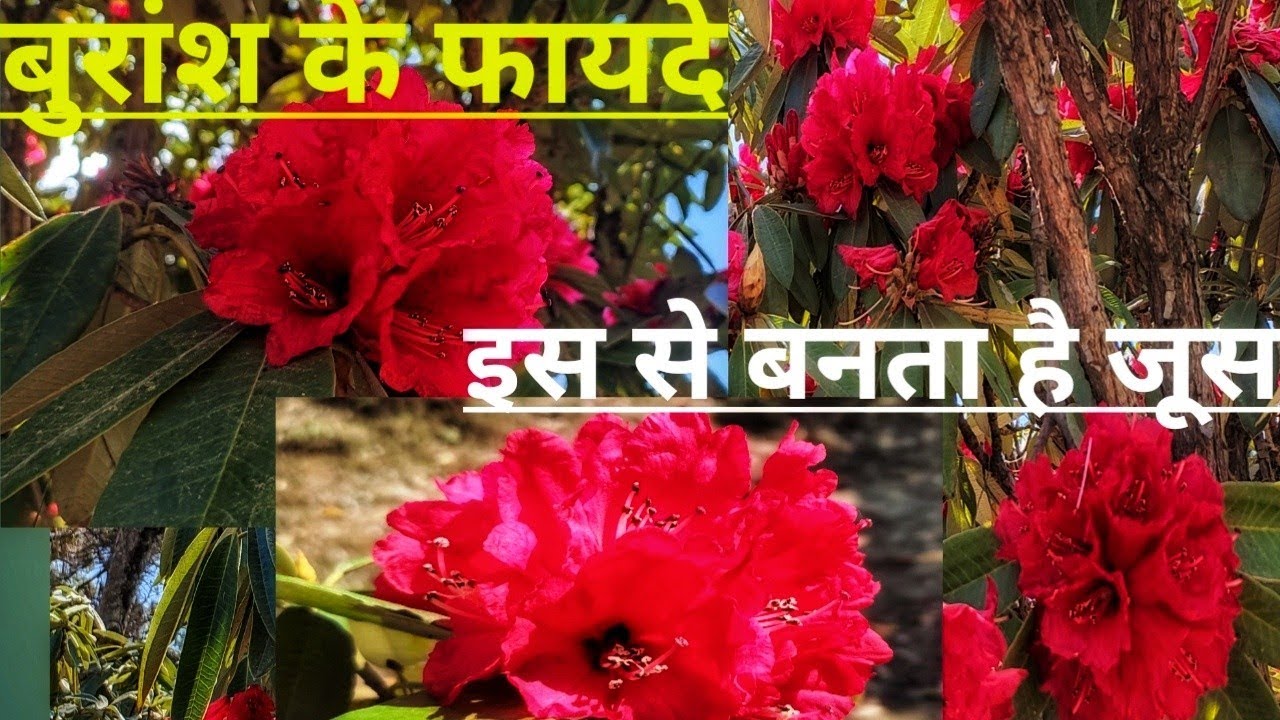 Uttarakhand State Tree!! Health Benefits Of Buransh!! Buransh juice # ...
