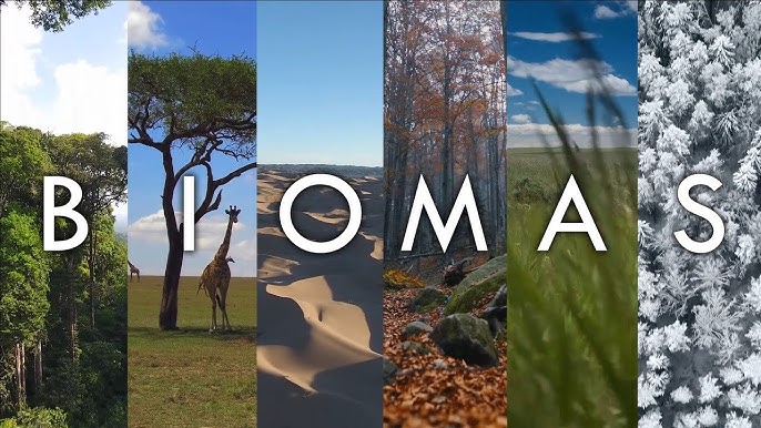 Hoja De Trabajo De Actividades Sobre Biomas