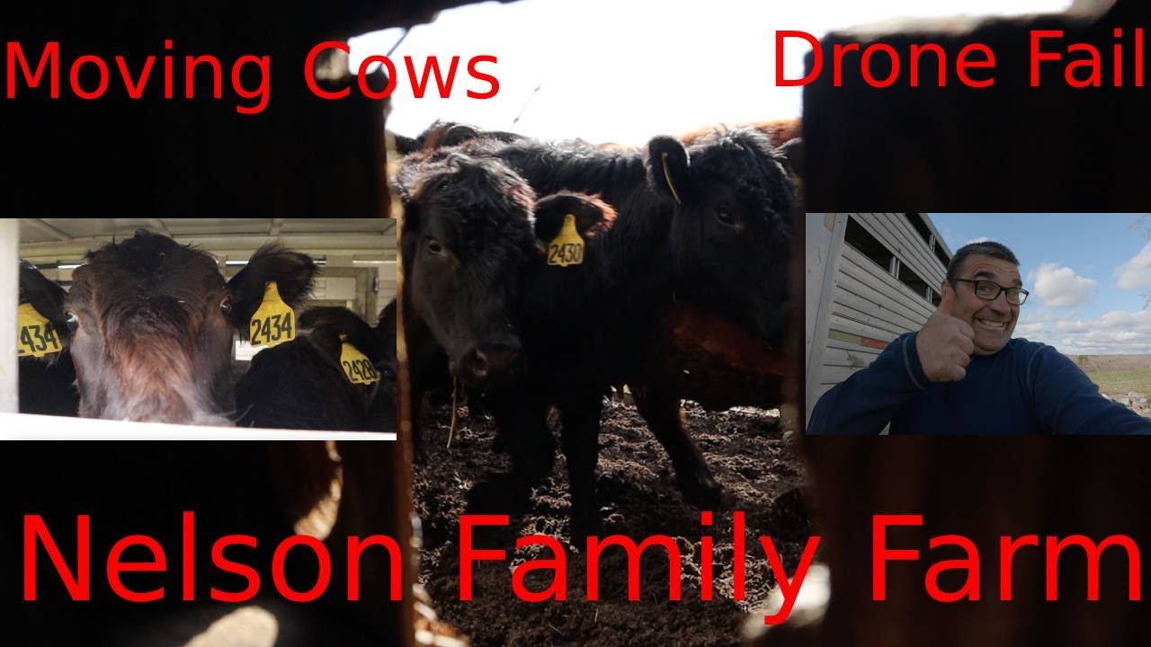 Moving Cows and Drone Fail! - YouTube