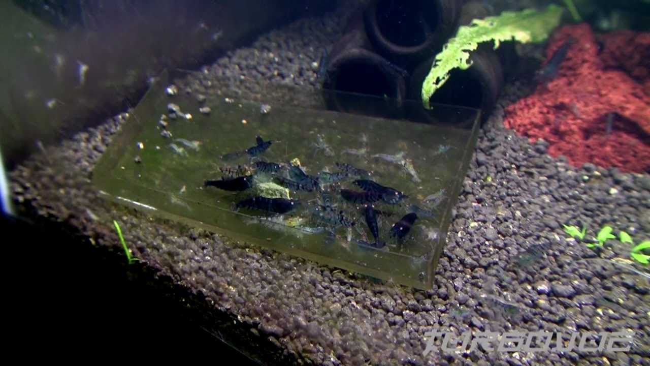 Orange Eye Blue Tiger OEBT Shrimp - YouTube