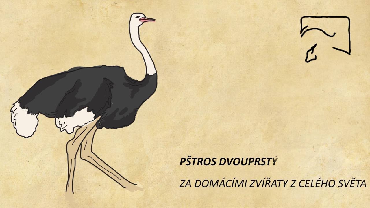 pštros dvouprstý - YouTube