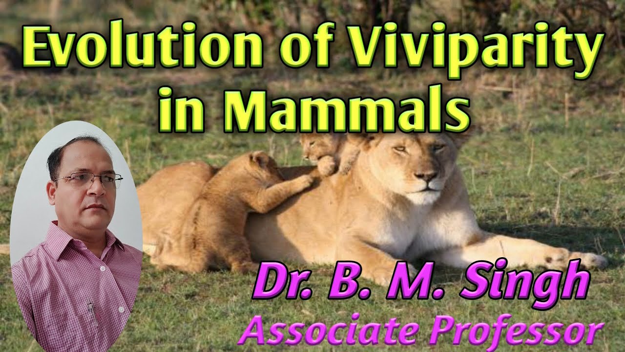 Evolution of viviparity in Mammals - YouTube