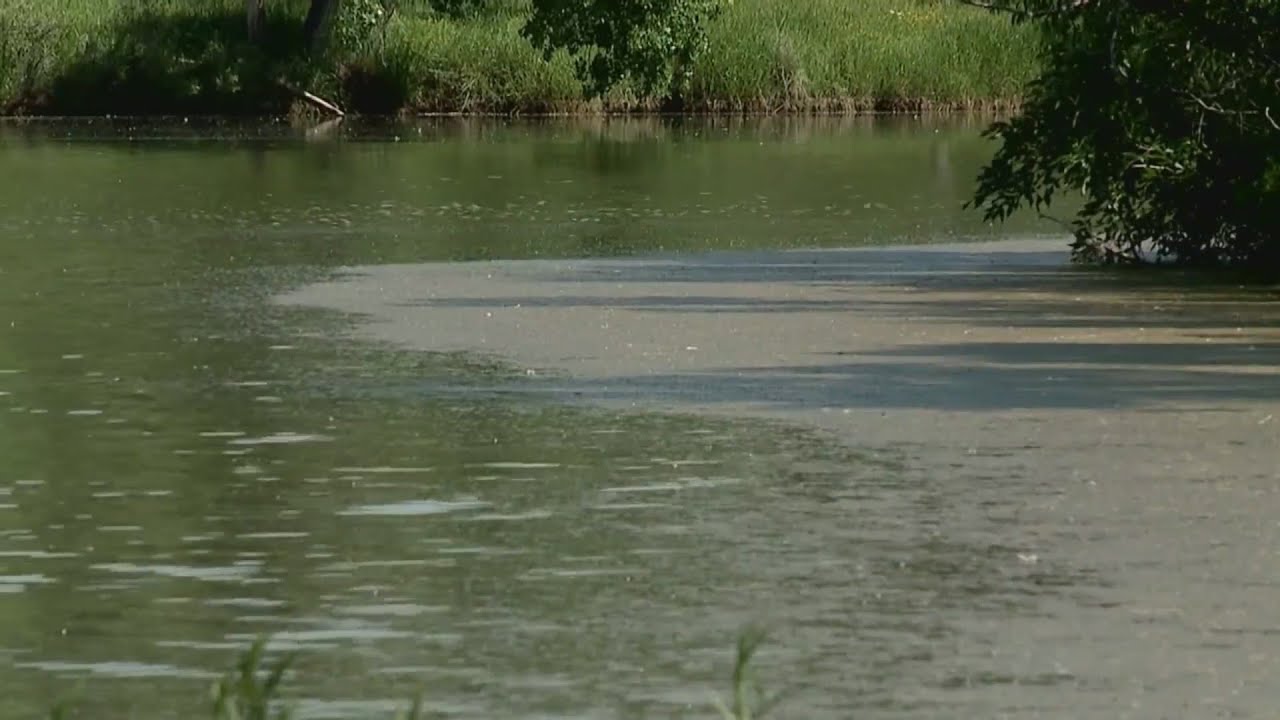 Toxic algae on Colorado ponds, lakes caused by recent storms and high ...