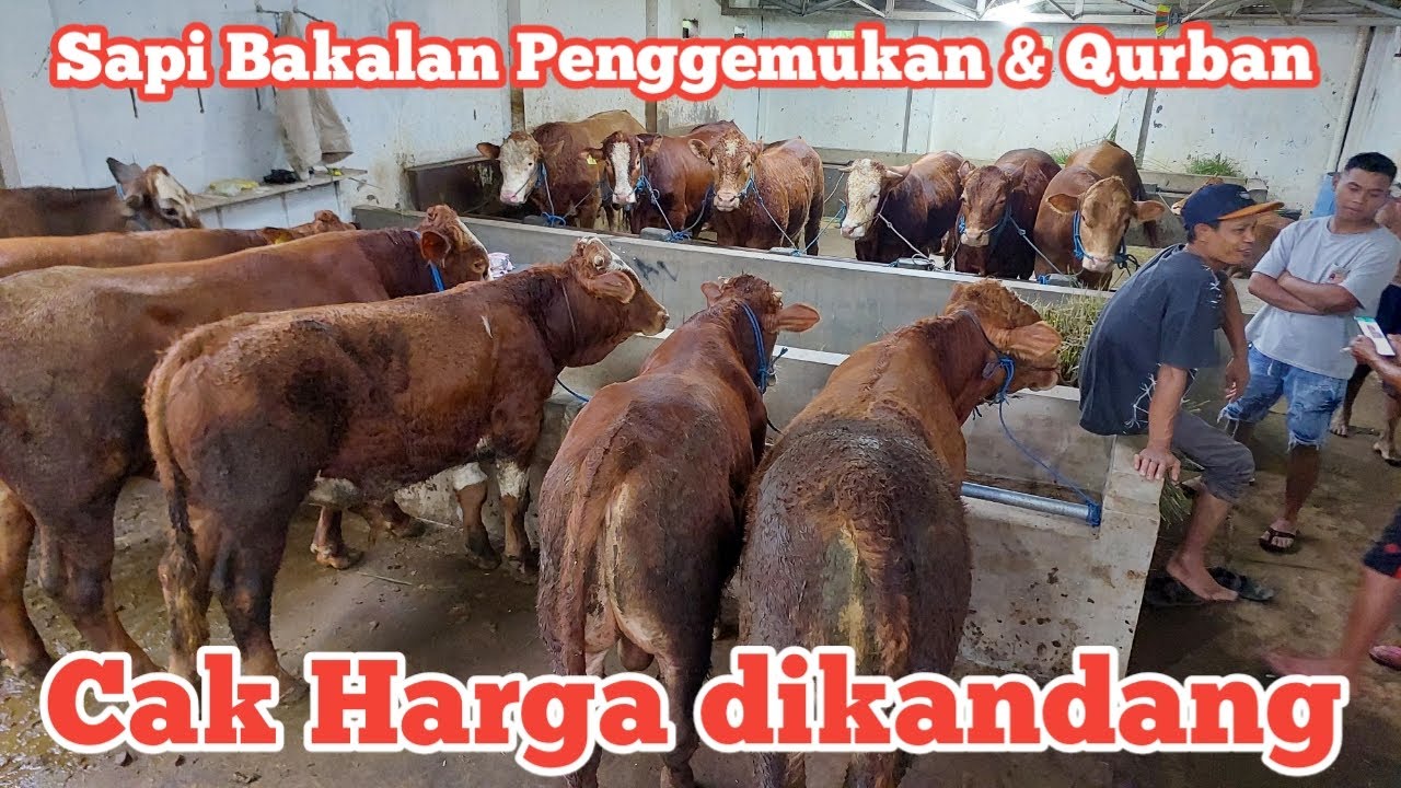 Spil Harga Sapi Bakalan di Republik Ipas 09 Mas Vicky - YouTube